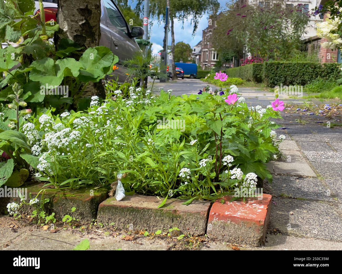 Tree pit garden for urban greening and climate adaptation. Small garden ...