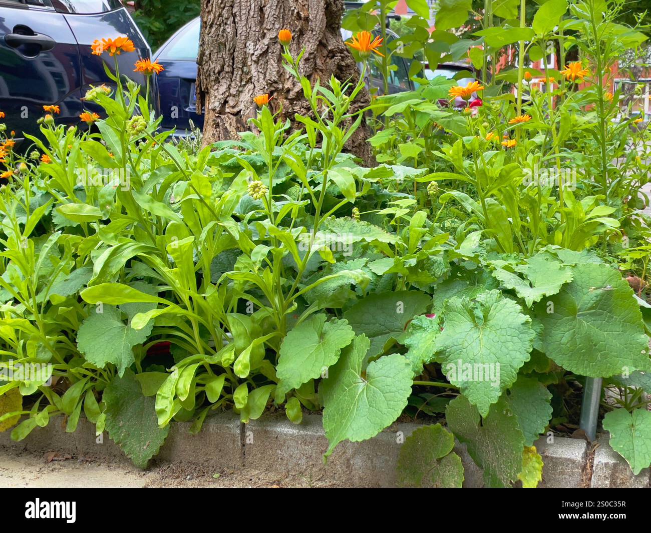 Tree pit garden for urban greening and climate adaptation. Small garden ...