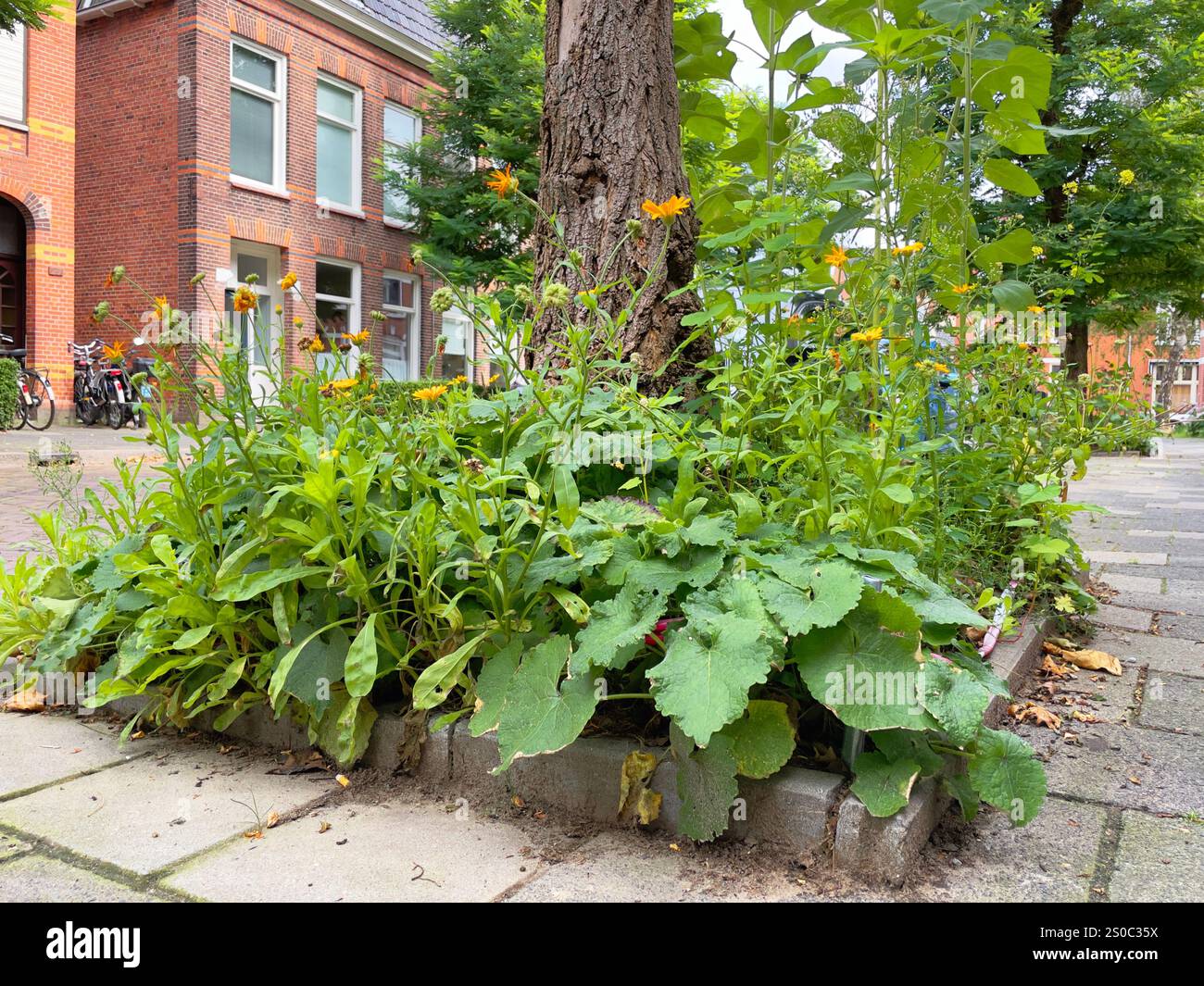Tree pit garden for urban greening and climate adaptation. Small garden ...