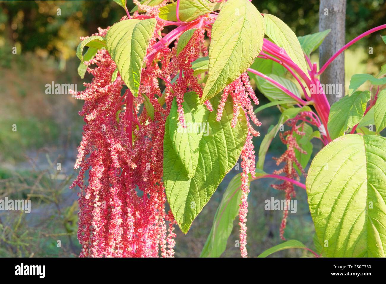 Amaranthus caudatus of purple color. Growing plant protein in rural ...