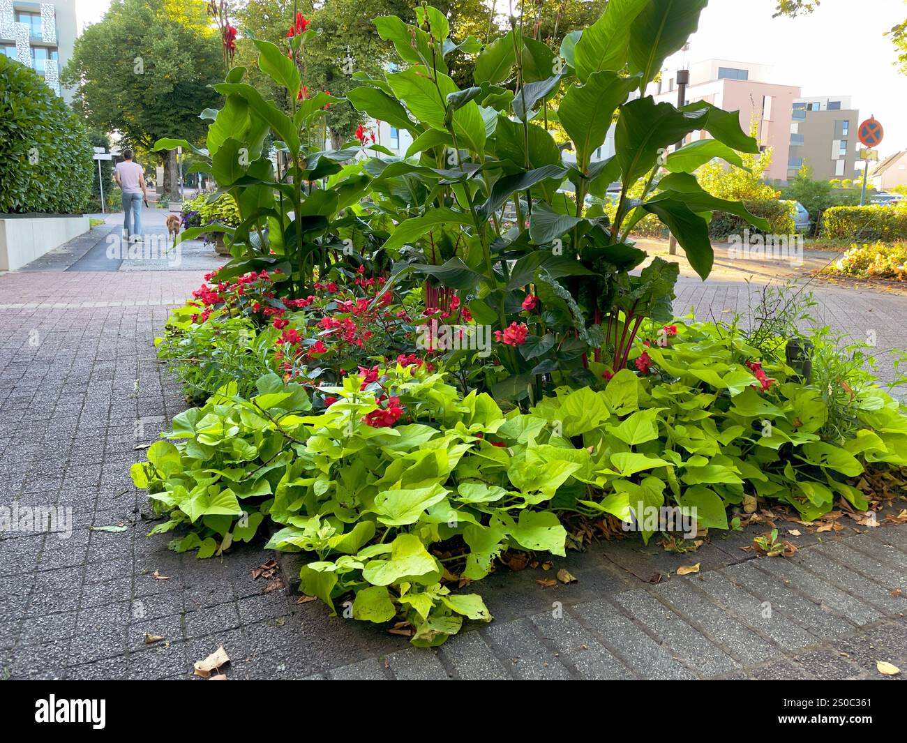 Tree pit garden for urban greening and climate adaptation. Small garden ...