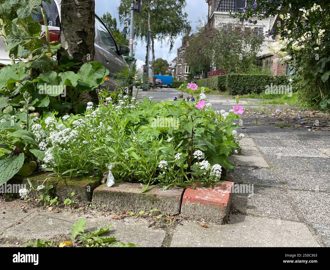 Tree pit garden for urban greening and climate adaptation. Small garden ...