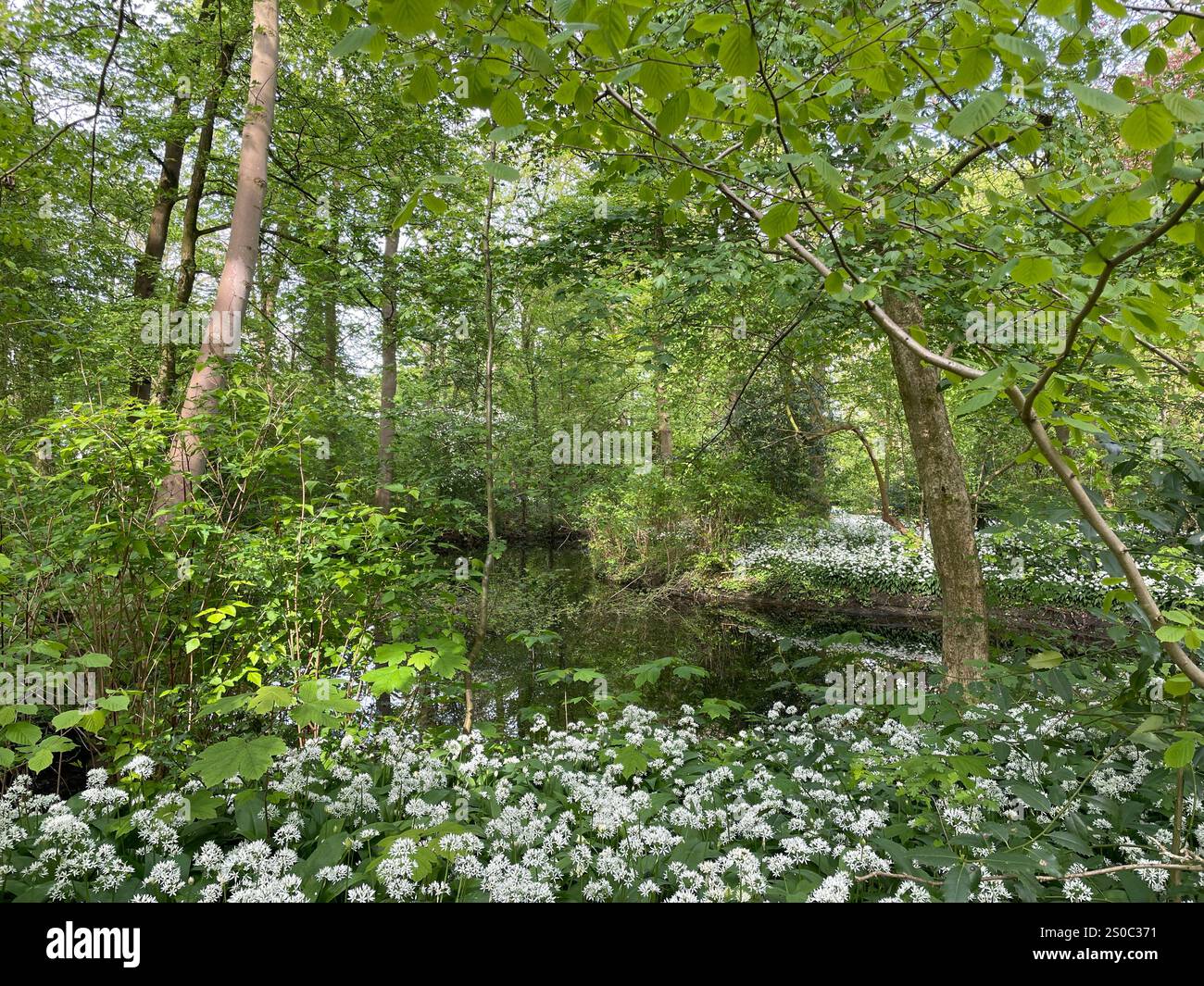 Tree pit garden for urban greening and climate adaptation. Small garden ...