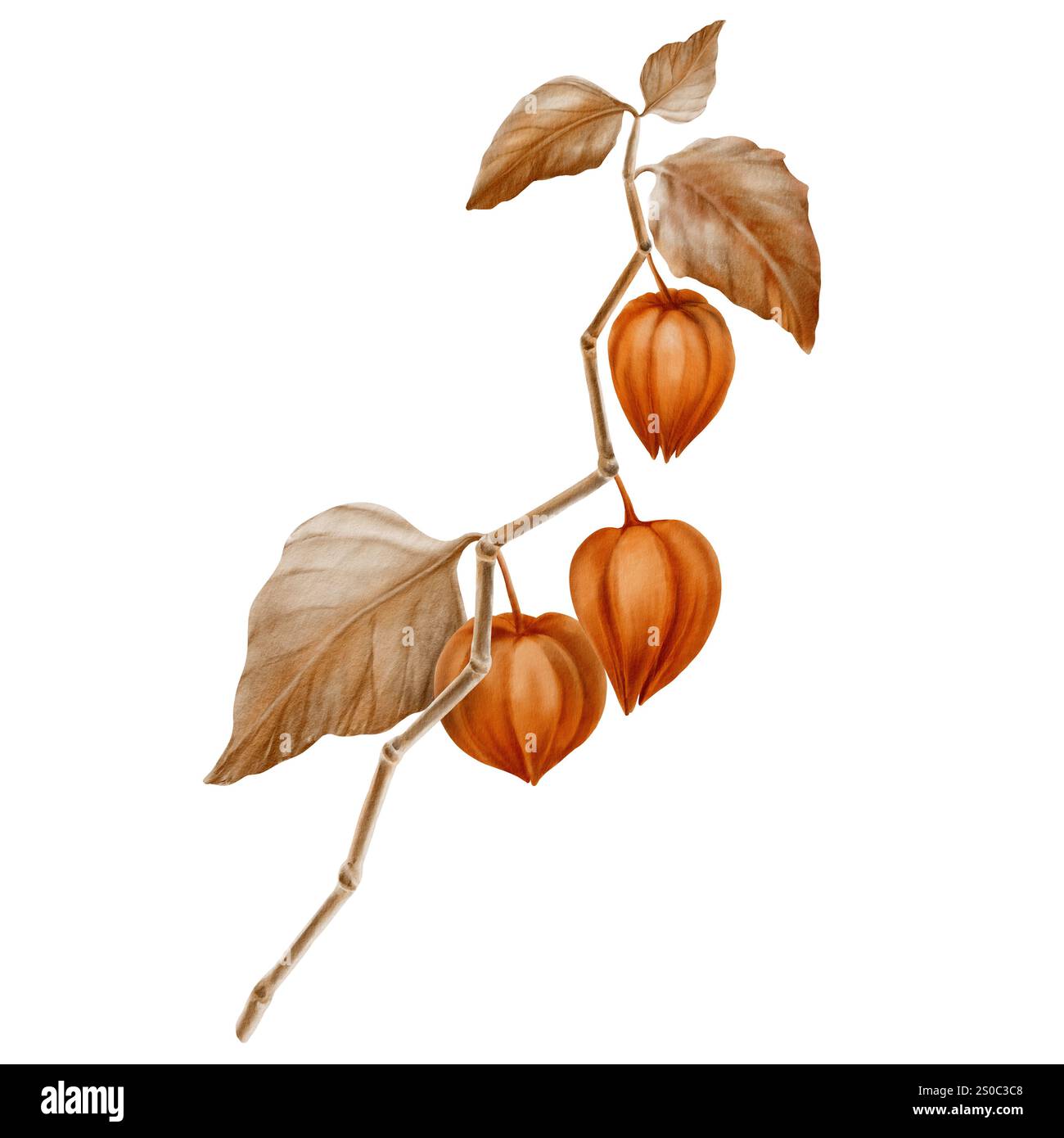 Physalis orange branch with leaves and buds in the fall colors ...