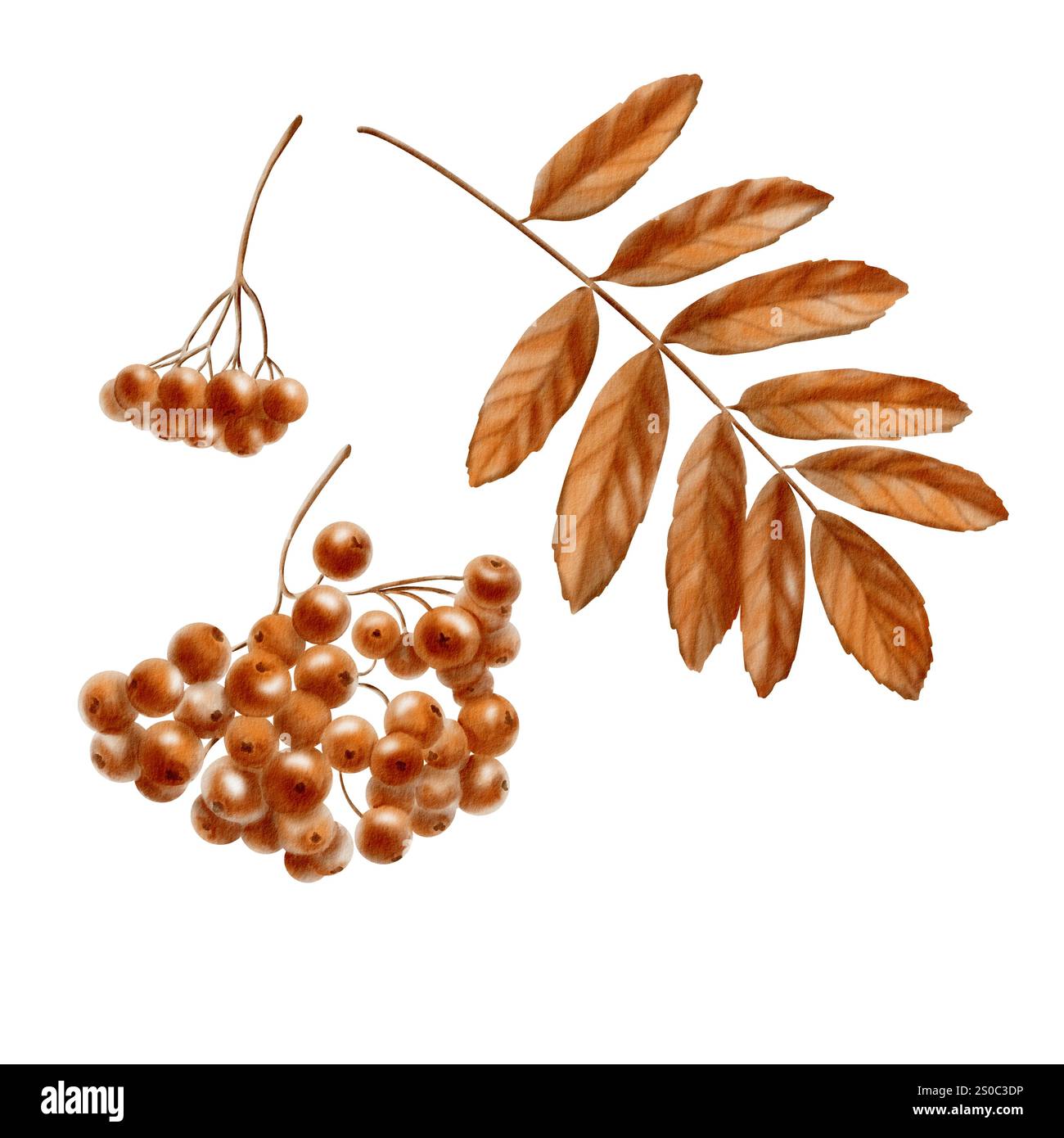 A branch of a rowan tree and a leaf in monochrome autumn orange and ...