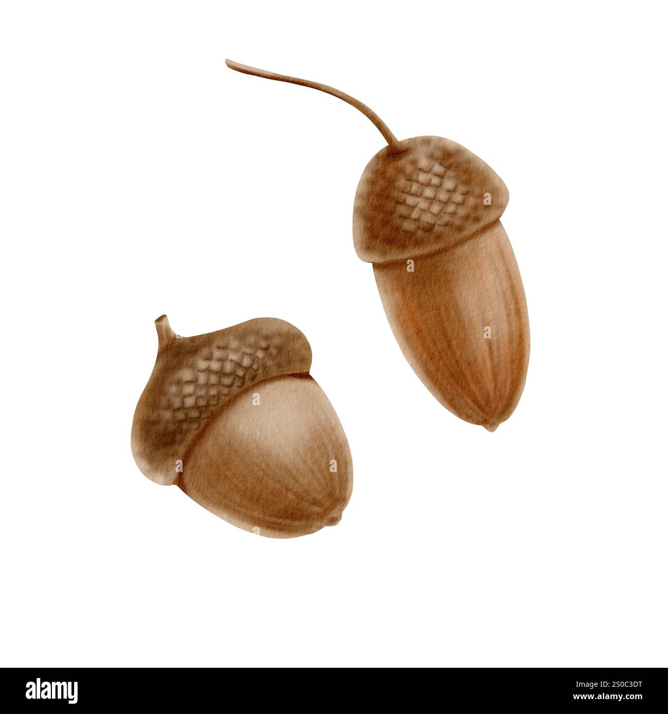 Acorns set as a symbol of autumn,Halloween,Thanksgiving.Botanical ...