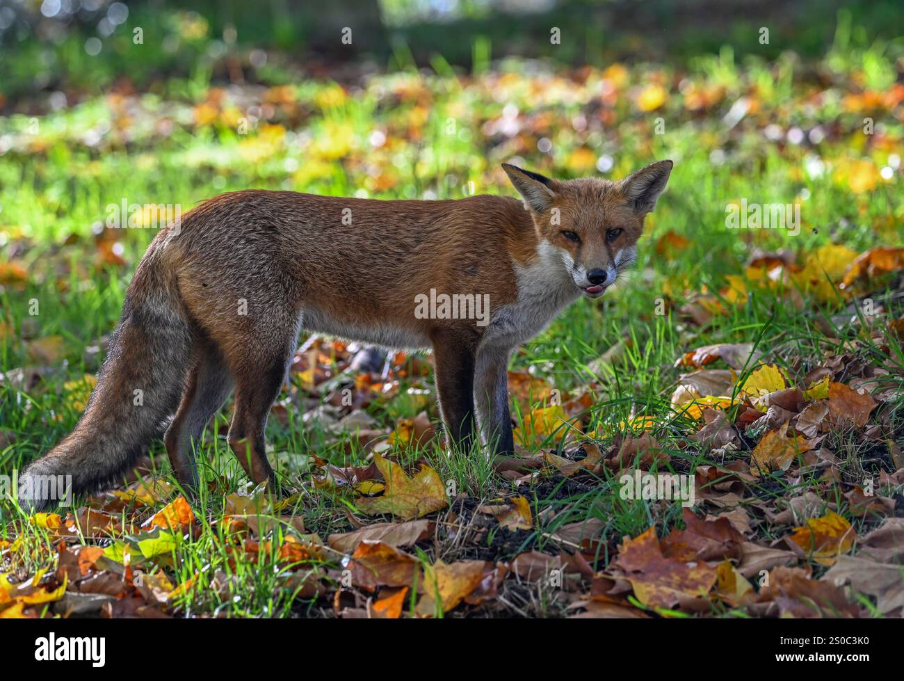 An Urban red fox looking at you in a autumnal leafy place in London ...