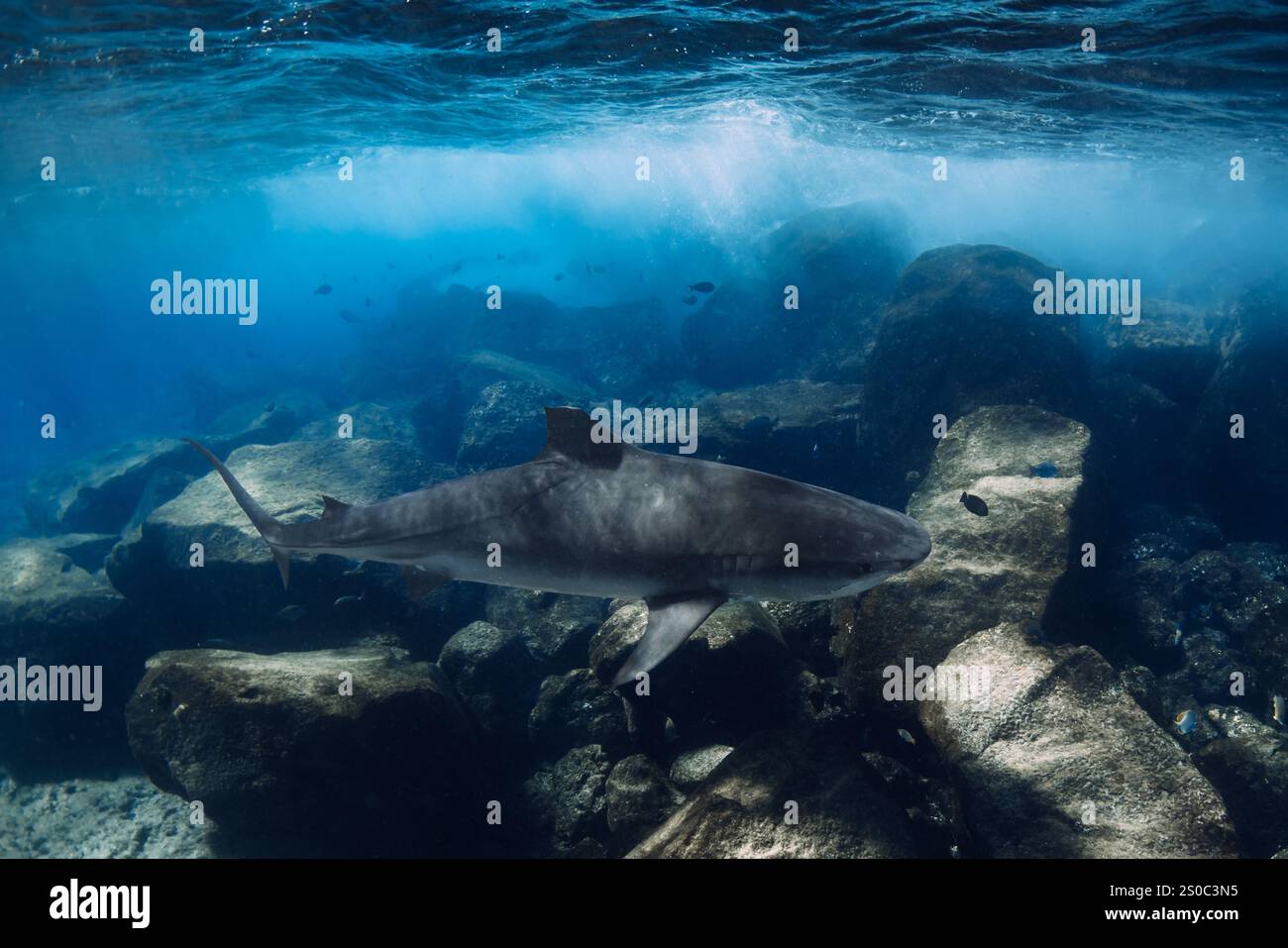 Tiger shark close up on shallow water in blue ocean water. Diving with ...