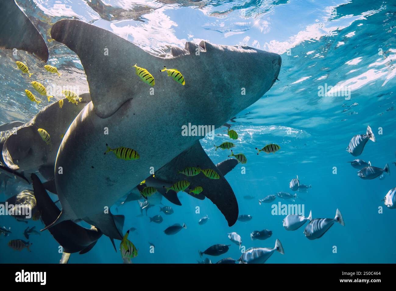 Nurse sharks swims with tropical yellow fish in tropical sea. Sharks in ...