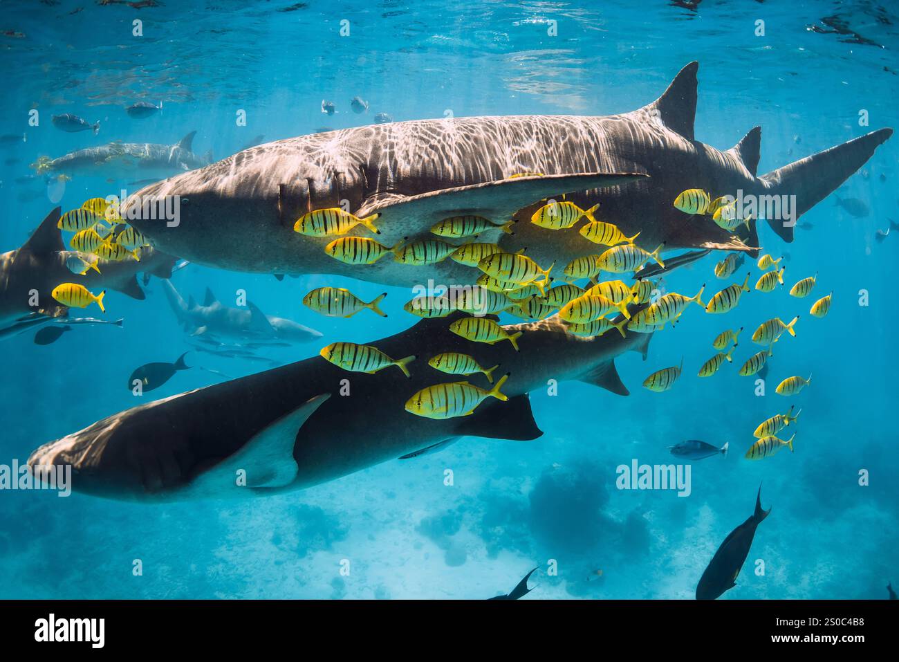 Sharks swims with tropical yellow fish in tropical sea. Nurse sharks in ...
