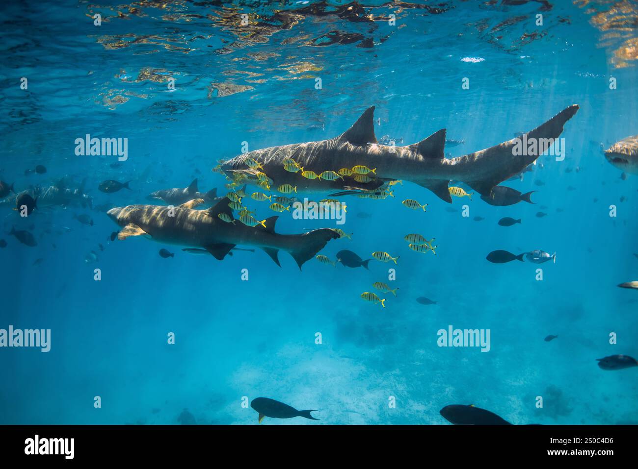 Nurse sharks swims with tropical yellow fish in tropical sea. Sharks in ...