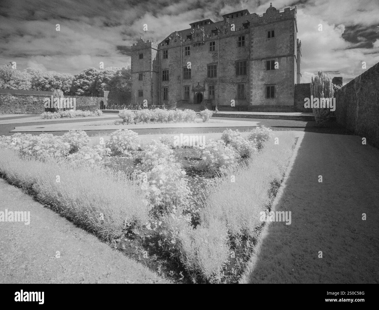 Native forest ireland Black and White Stock Photos & Images - Alamy