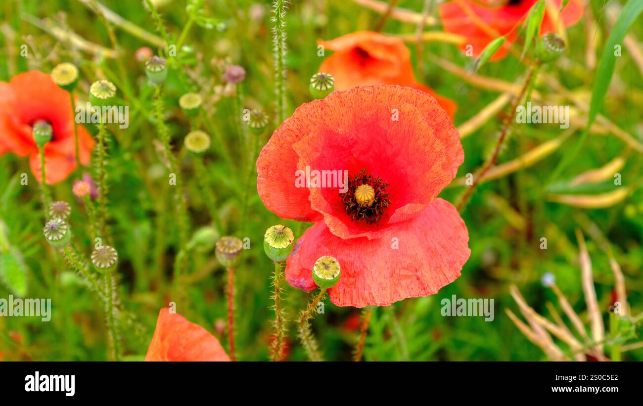 Hampshire, UK - July 1, 2024: Poppies Stock Photo - Alamy