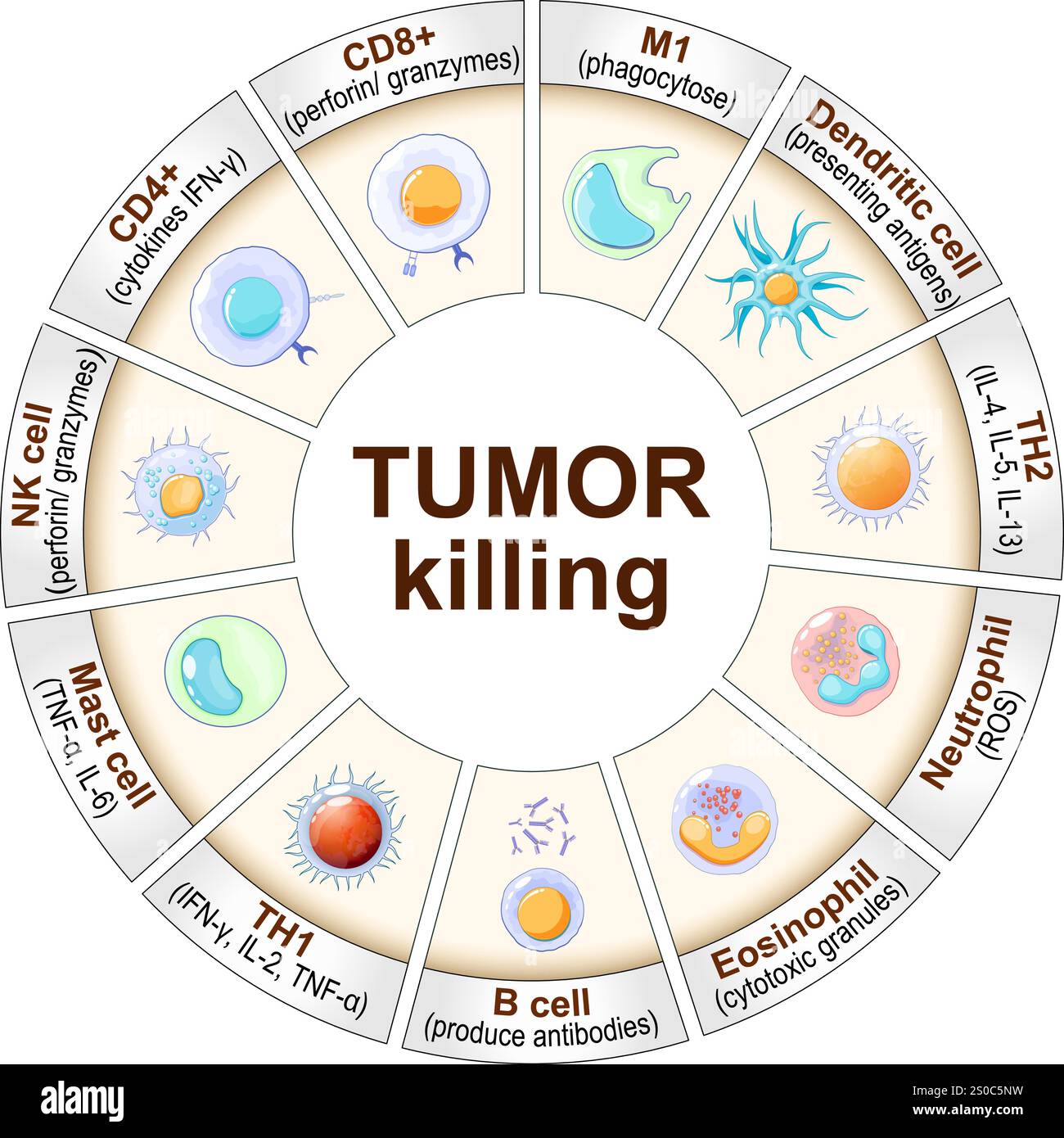 Cells of immune system that killing of cancer cell. Tumor targeting ...