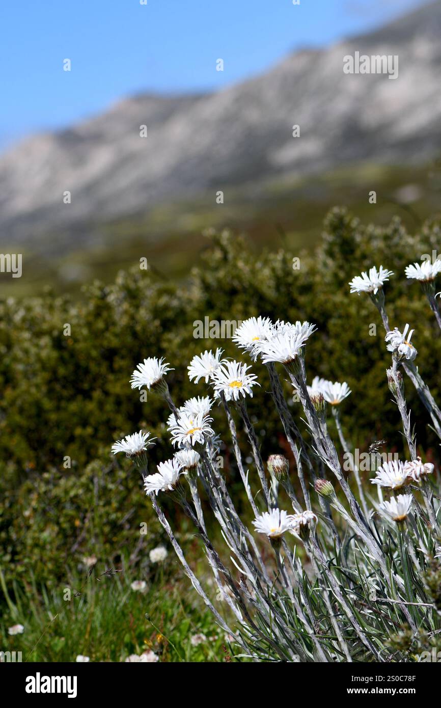 White flowers of the Australian native Silver Snow Daisy, Celmisia species, family Asteraceae ...