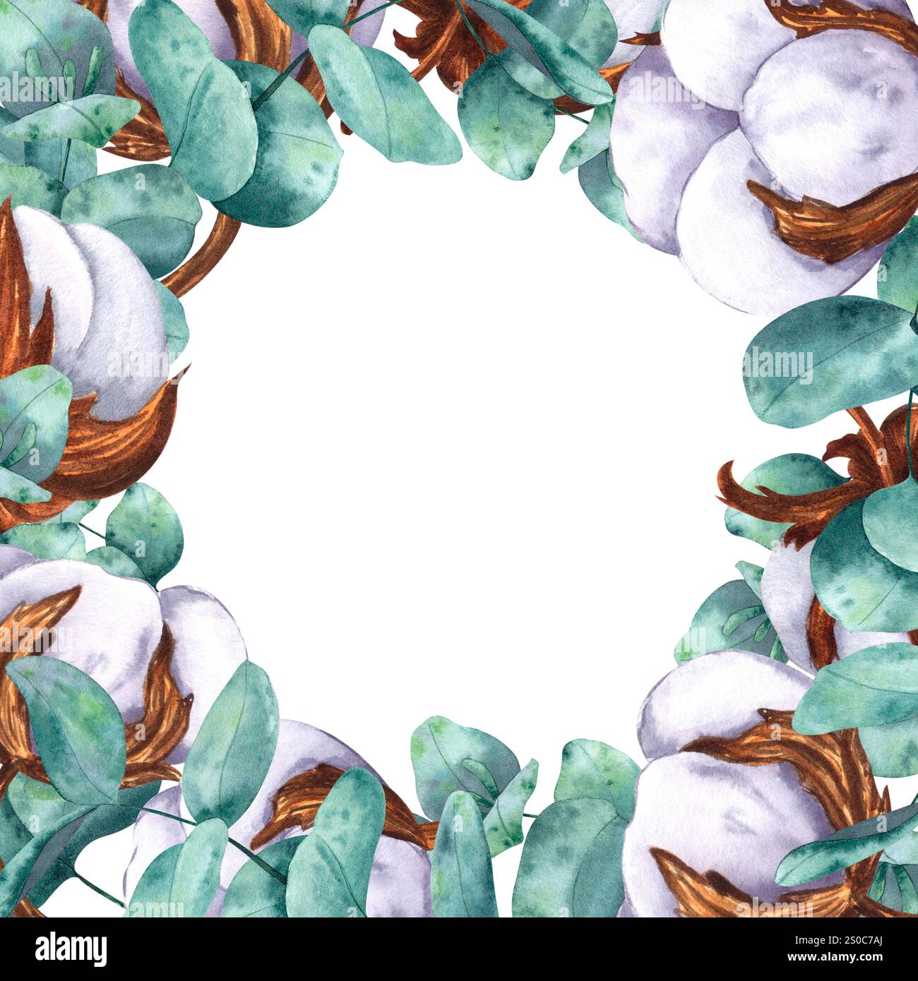 Dry cotton bolls and eucalyptus branches. Square frame, blank, postcard ...