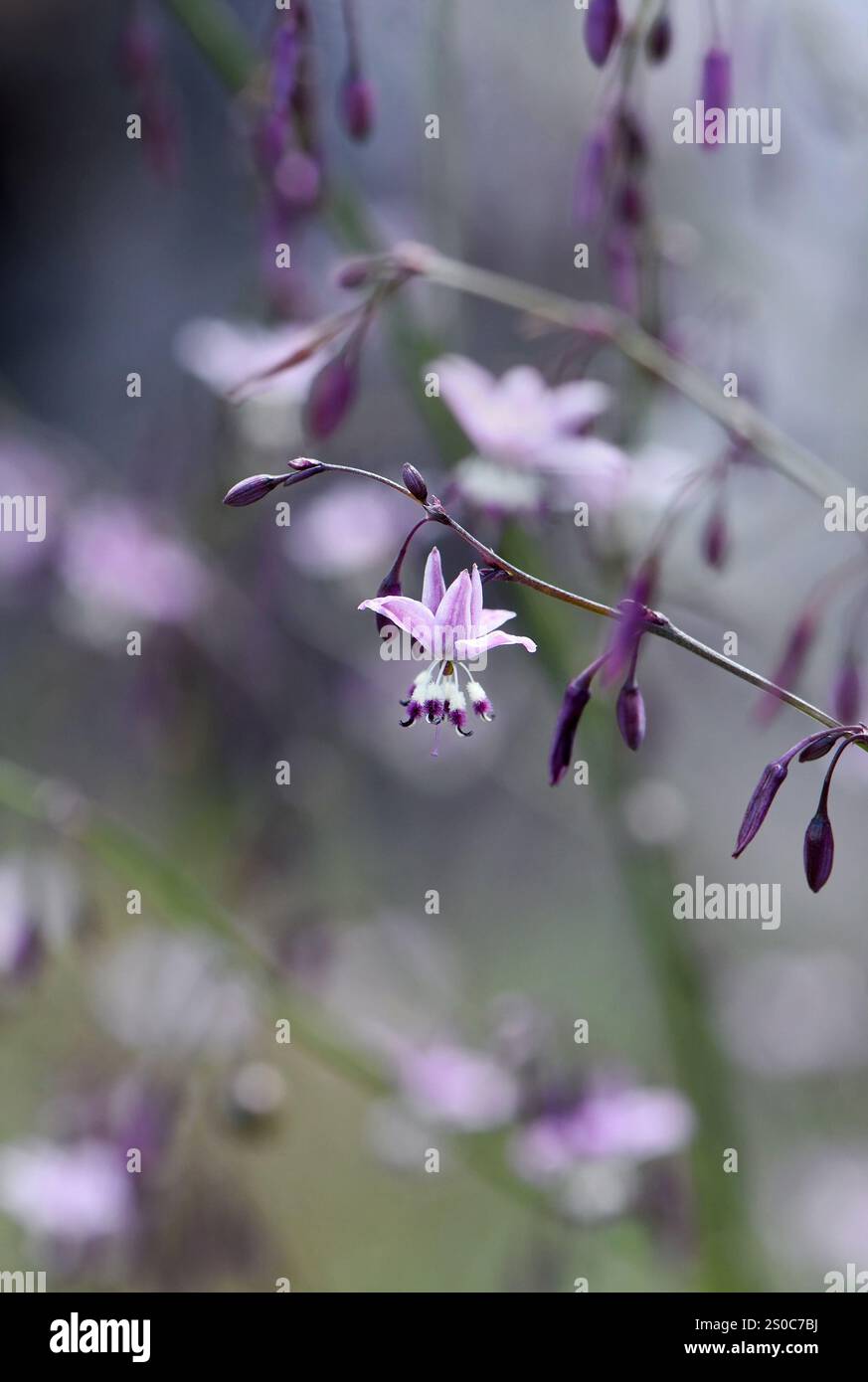 Australian native purple Vanilla Lily, Arthropodium milleflorum, family ...