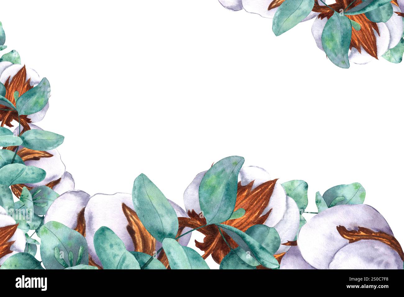 Dry cotton bolls and eucalyptus branches. Rectangular frame, blank ...