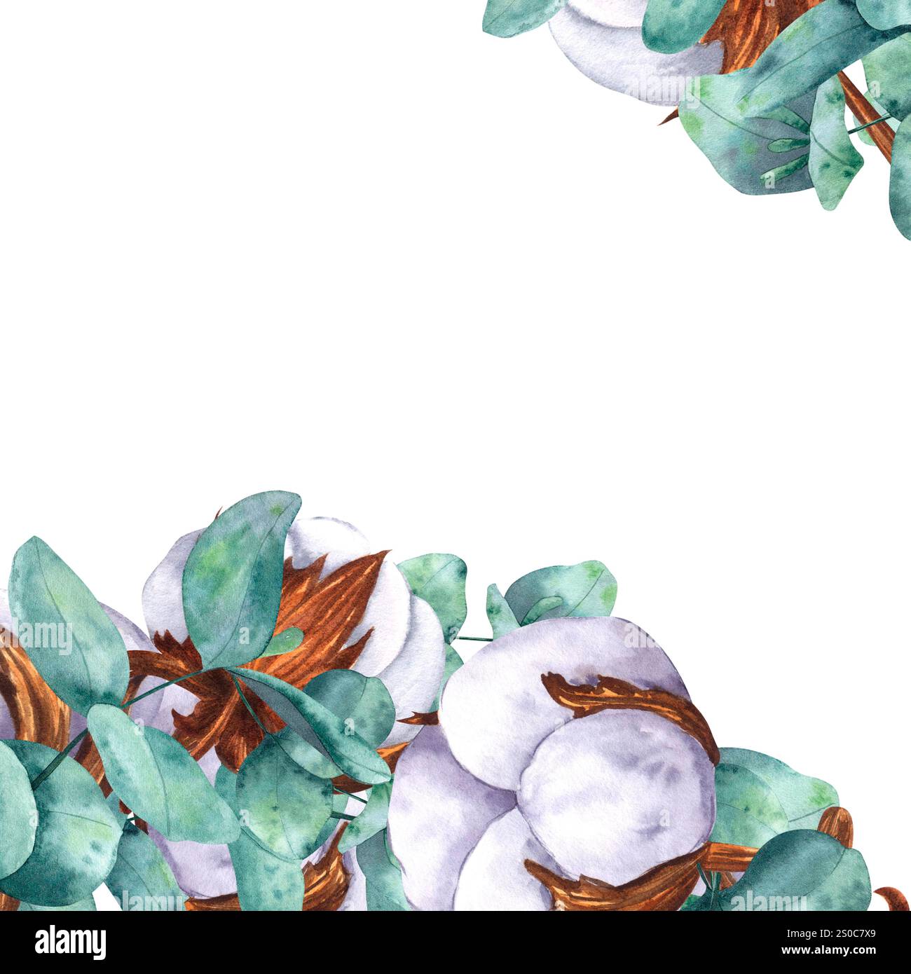 Dry cotton bolls and eucalyptus branches. Square frame, blank, postcard ...