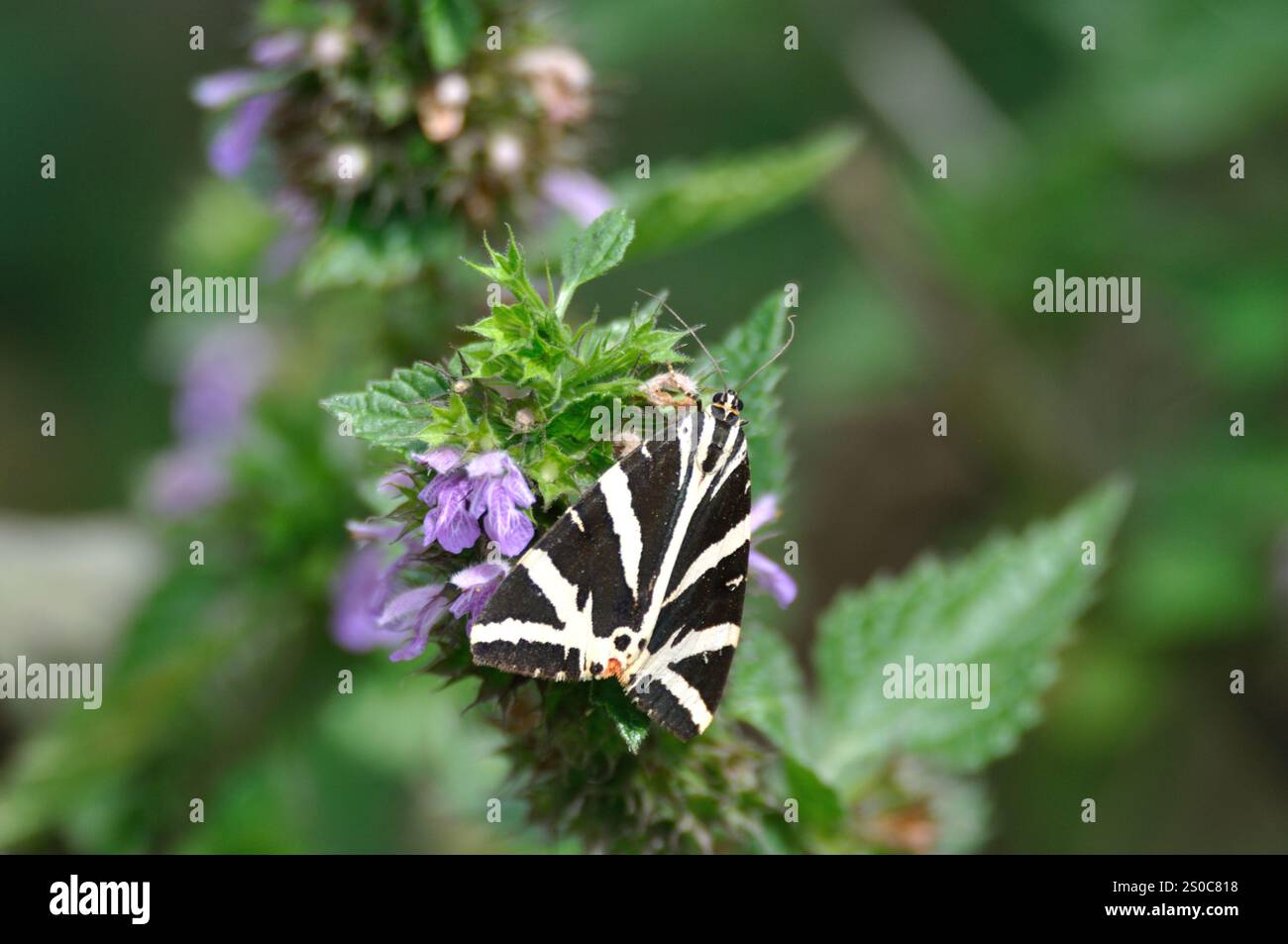Der Falter mit dem Namen Russischer Bär (Euplagia quadripunctaria, Syn ...