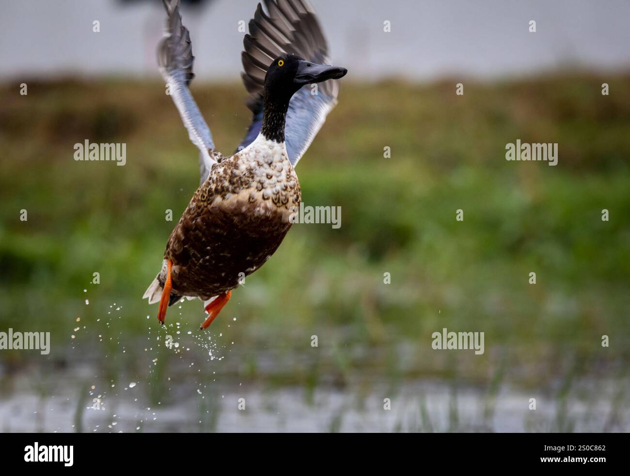 Northern Shoveler duck in flight, the background is blurred, indicating ...