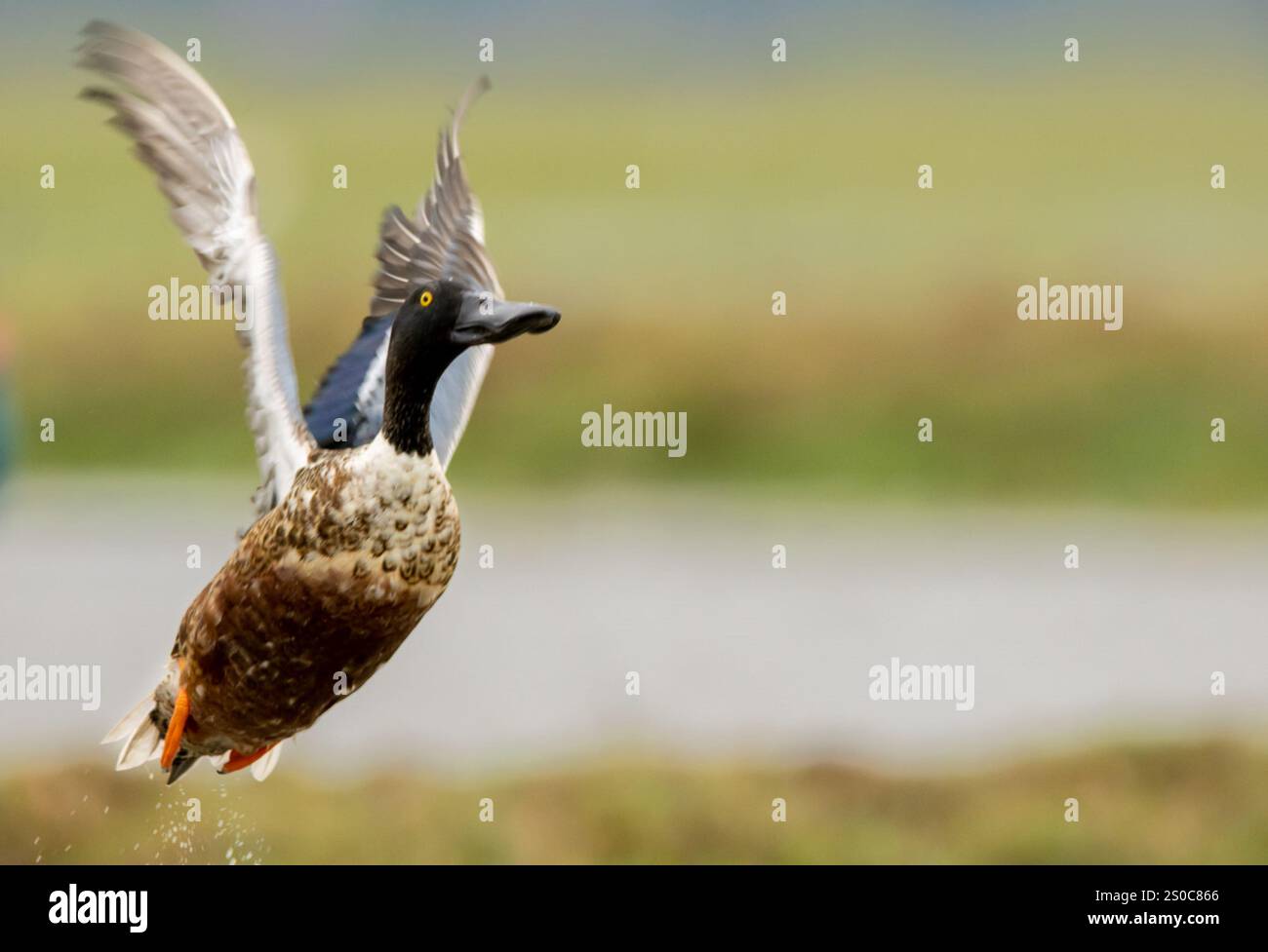 Northern Shoveler duck in flight, the background is blurred, indicating ...