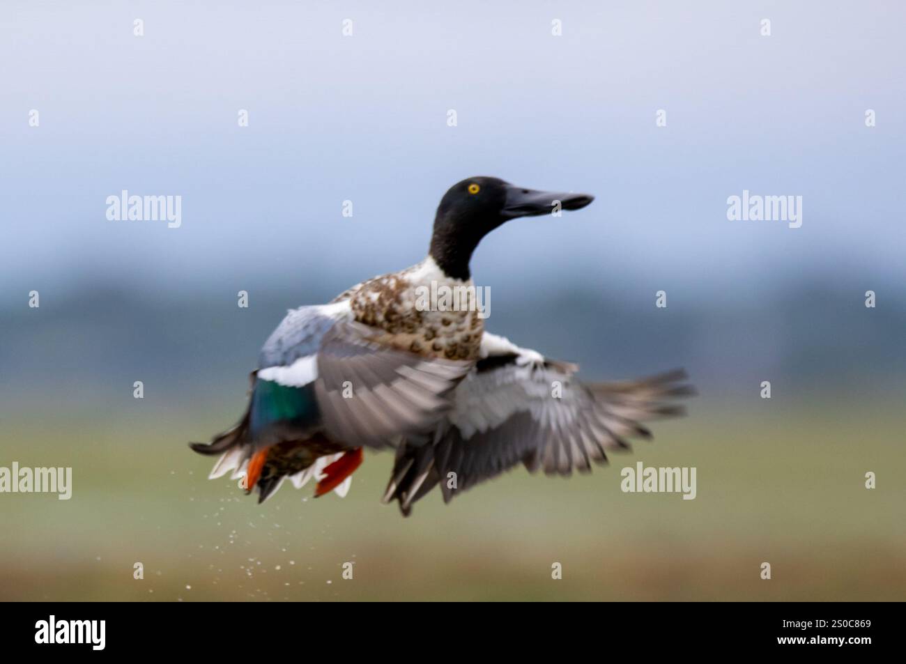 Northern Shoveler duck in flight, the background is blurred, indicating ...