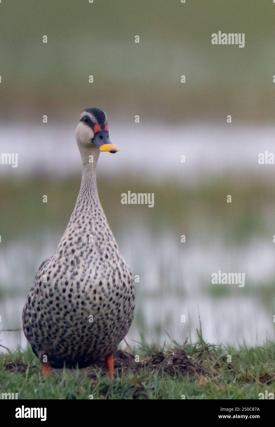 Spotted Duck in Natural Habitat shows a duck standing on a grassy mound ...