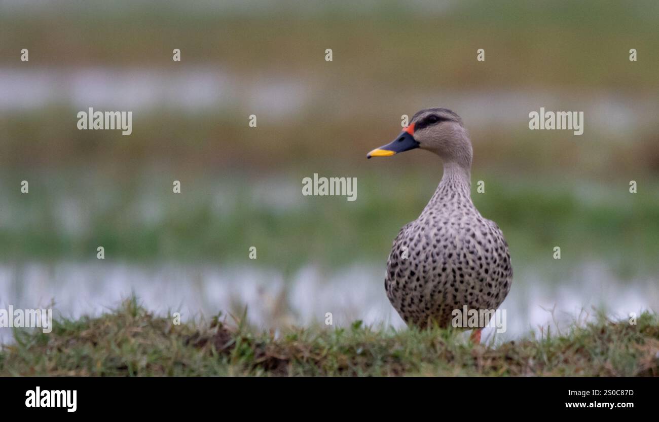 Spotted Duck in Natural Habitat shows a duck standing on a grassy mound ...