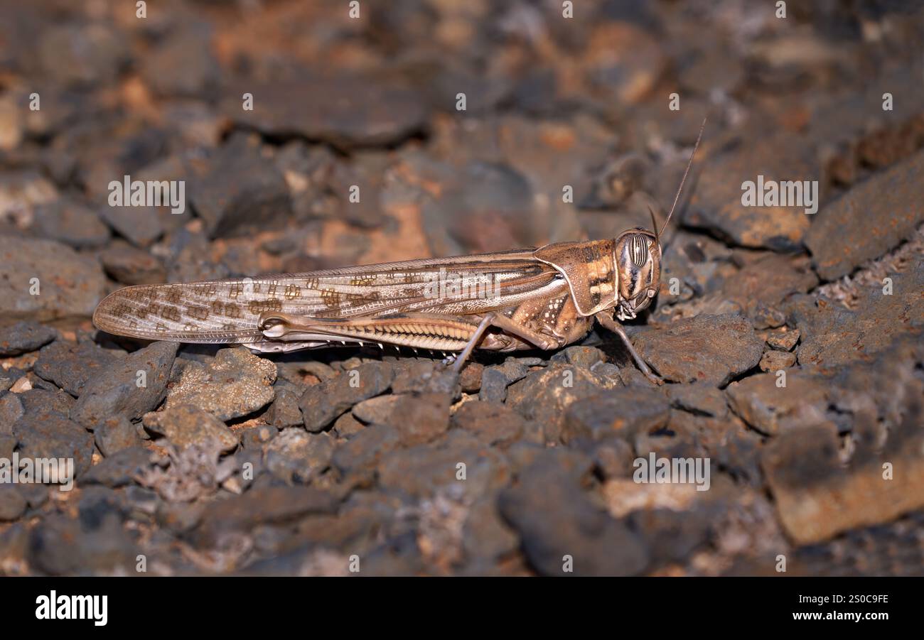 Desert locust (Schistocerca gregaria) in side view on volcanic rock ...