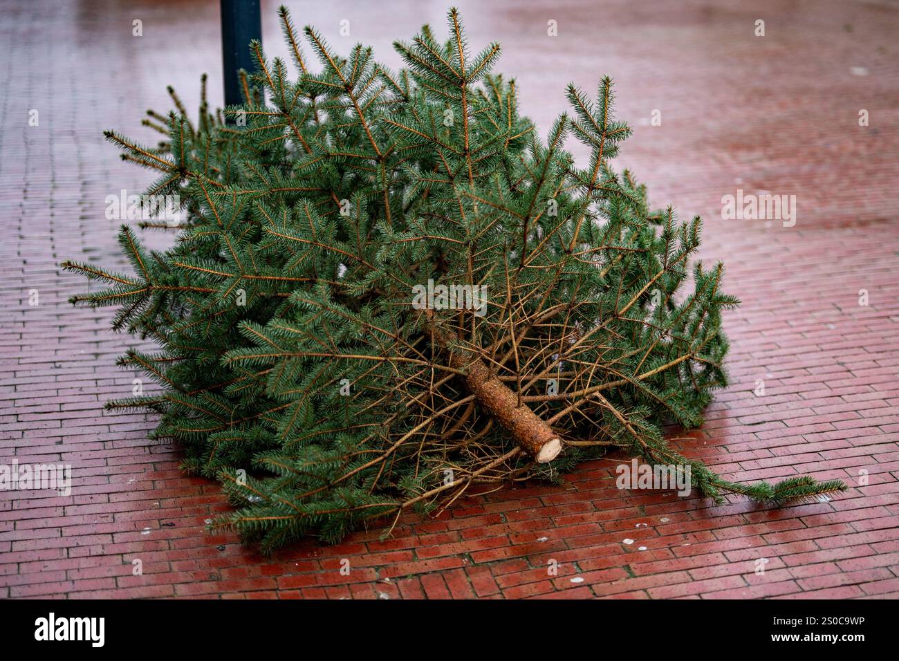 Veendam - A Christmas tree lies in the street ready to be picked up ...