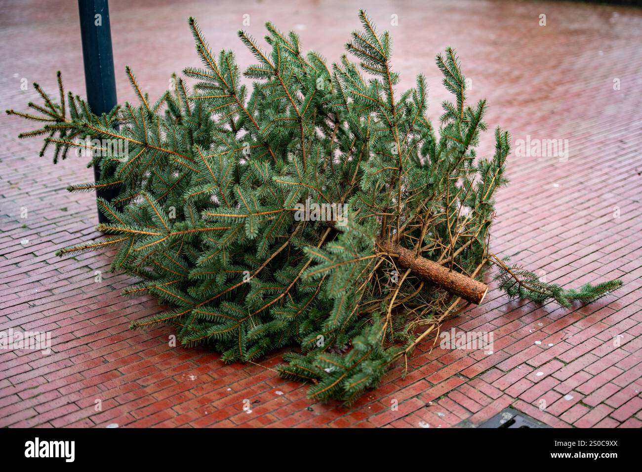 Veendam - A Christmas tree lies in the street ready to be picked up ...