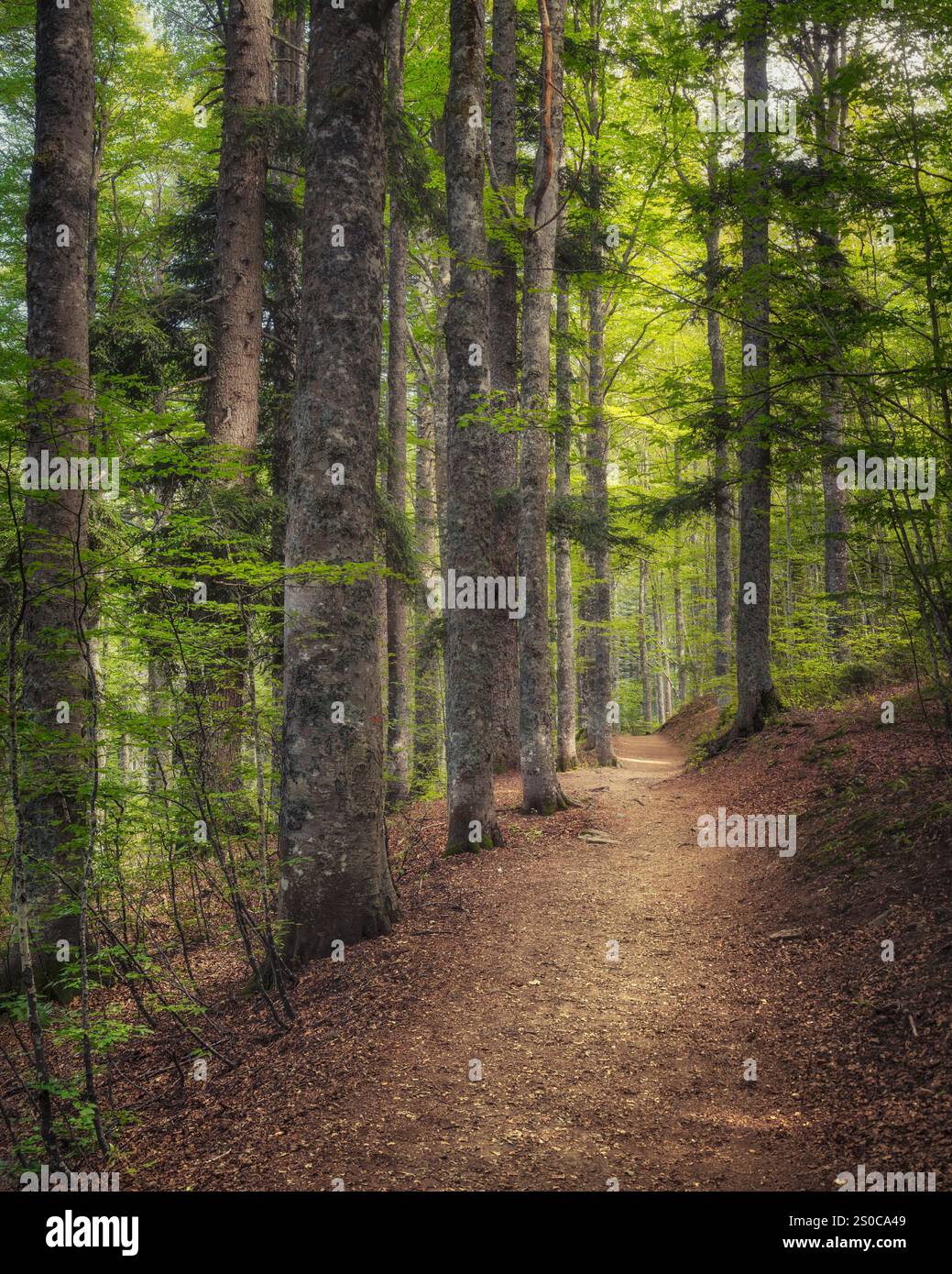 Abetone, mountain path inside a fir forest. Apennines, Tuscany region ...