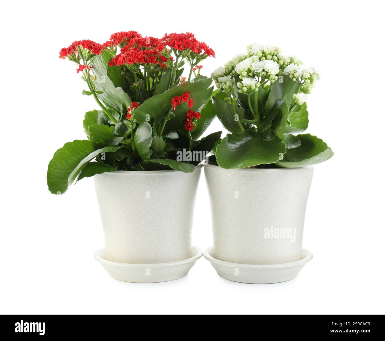 Different beautiful kalanchoe flowers in pots isolated on white Stock ...