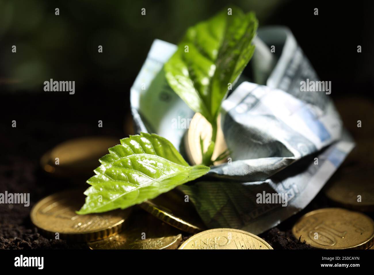 Money growth concept. Coins, dollar banknote and sprout in soil ...