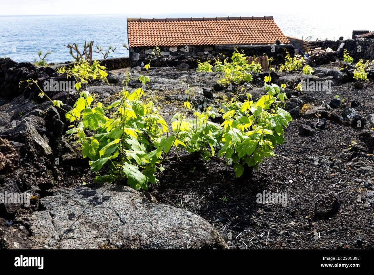 Winery farm growing grapes at Pico island Azores Portugal Stock Photo ...
