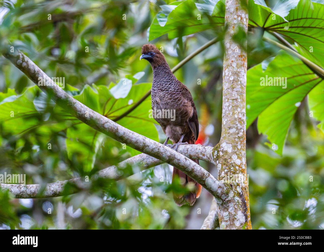 A Scaled Chachalaca (Ortalis squamata) perched on a cecropia tree ...