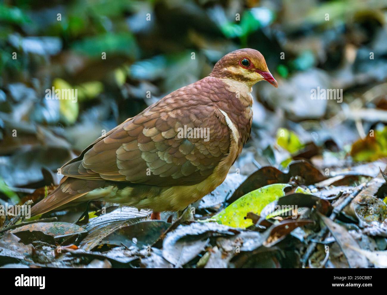 A Ruddy Quail-Dove (Geotrygon montana) foraging in forest. State of ...