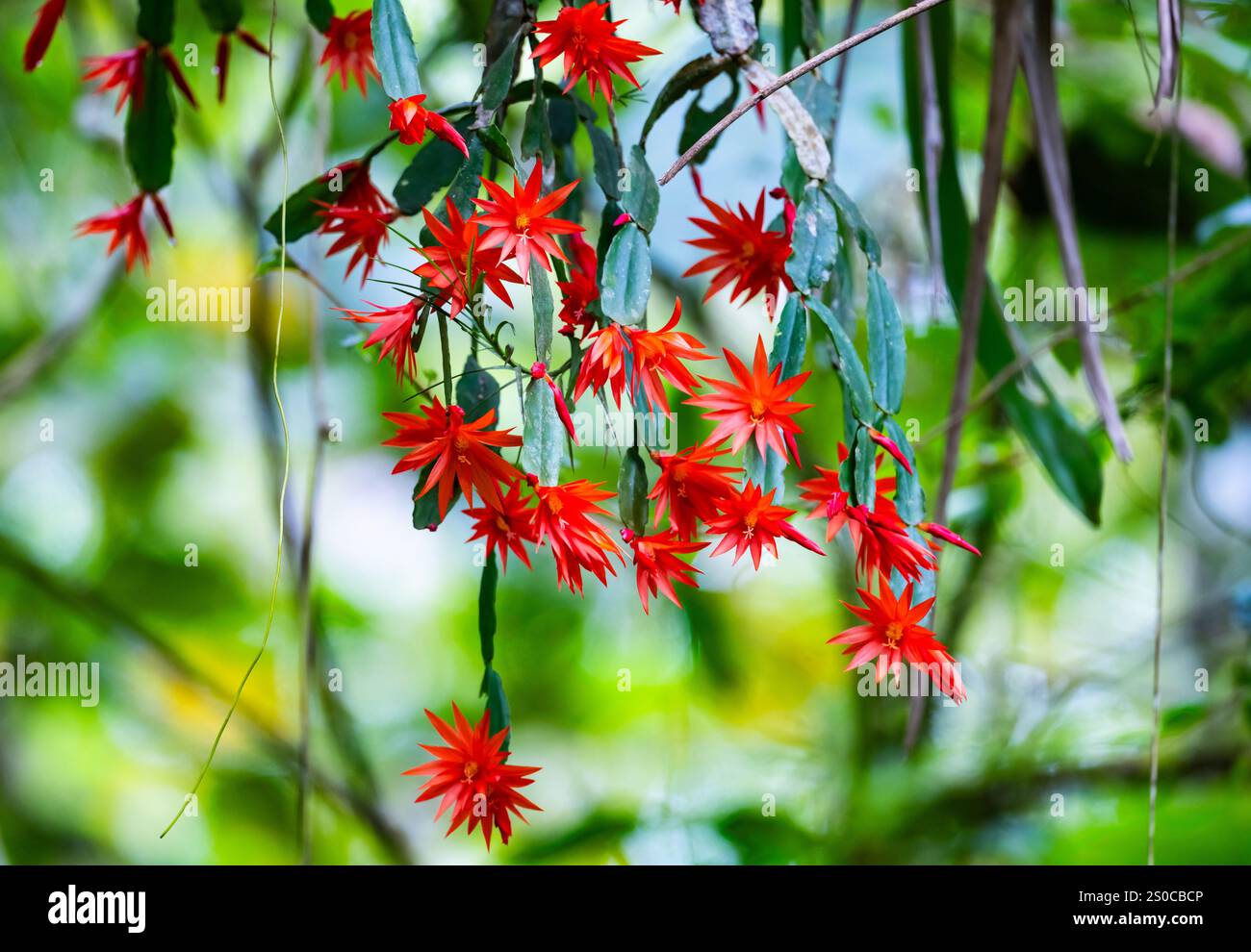 Bright red flowers of Easter Cactus (Rhipsalidopsis gaertneri) in full ...