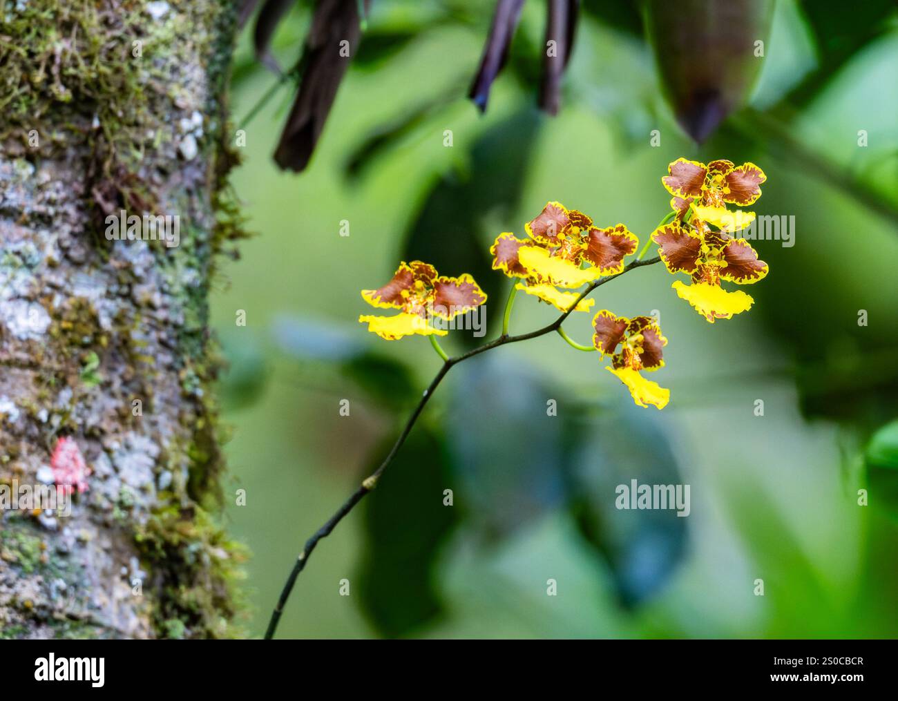 Colorful flowers of Oncidium orchid (Gomesa gardneri) in full bloom ...