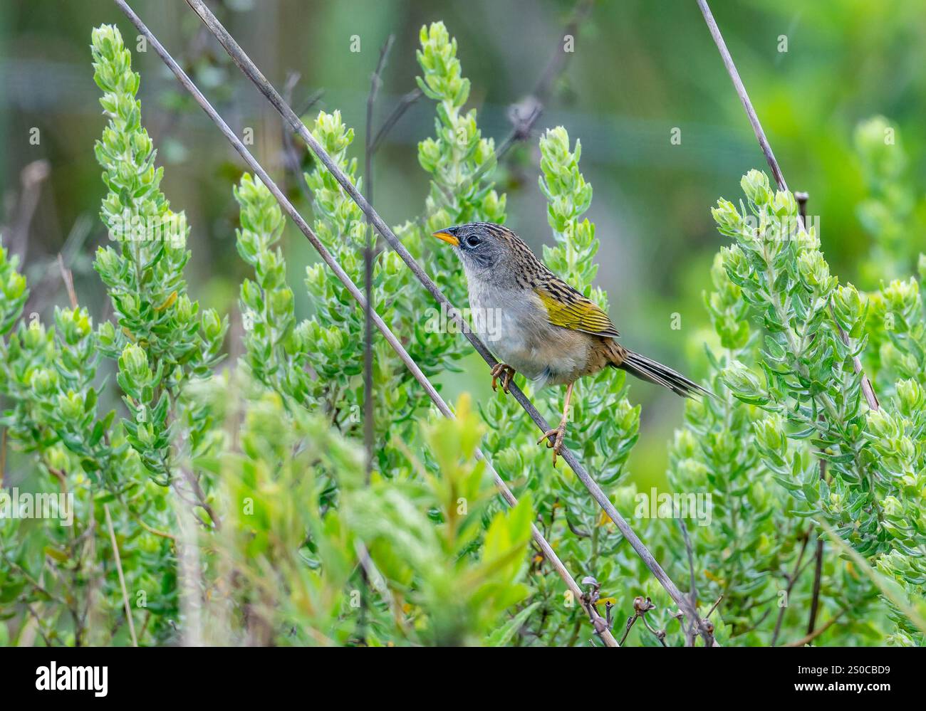 A Lesser Grass-Finch (Emberizoides ypiranganus) perched on a stick ...
