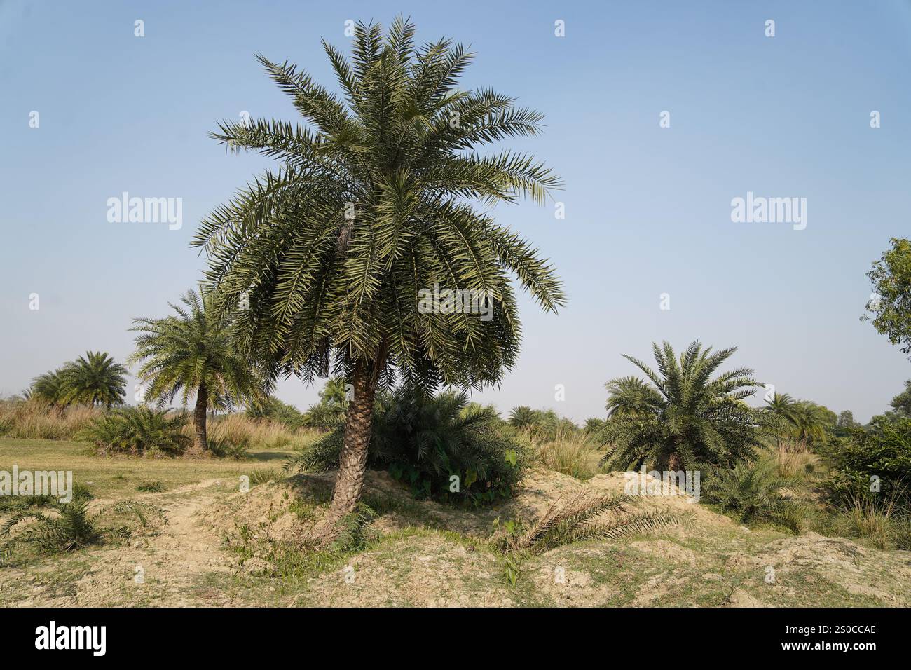 Date palm trees thriving across a vast expanse. Birbhum, West Bengal ...