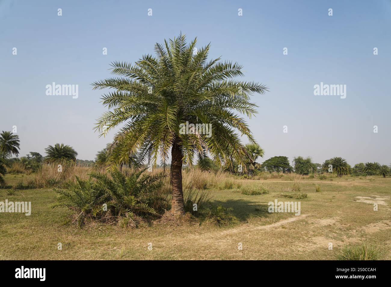 Date palm trees thriving across a vast expanse. Birbhum, West Bengal ...