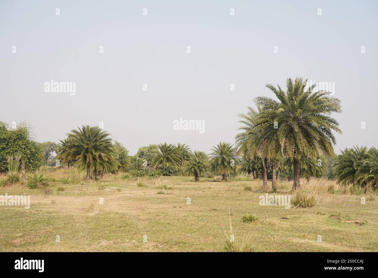 Date palm trees thriving across a vast expanse. Birbhum, West Bengal ...