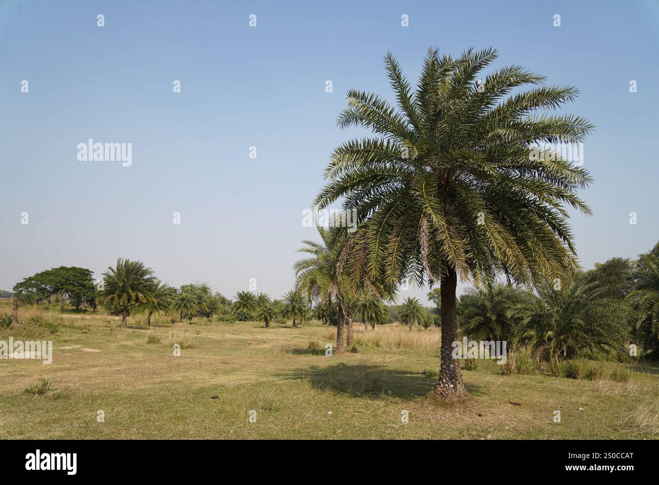Date palm trees thriving across a vast expanse. Birbhum, West Bengal ...
