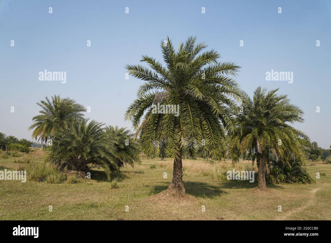 Date palm trees thriving across a vast expanse. Birbhum, West Bengal ...