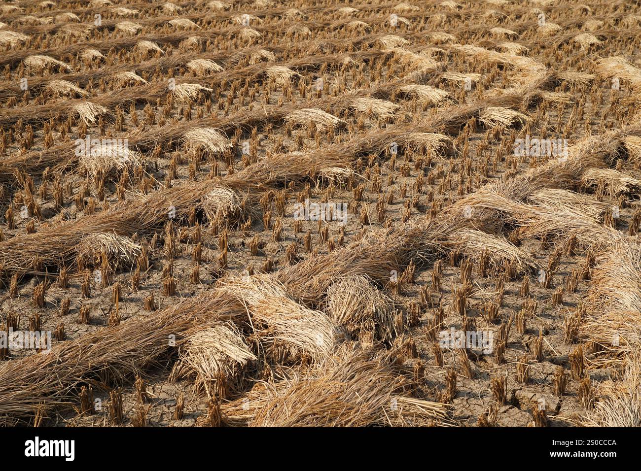 Paddy field with ripe crop plants flattened on the ground at a Santal ...