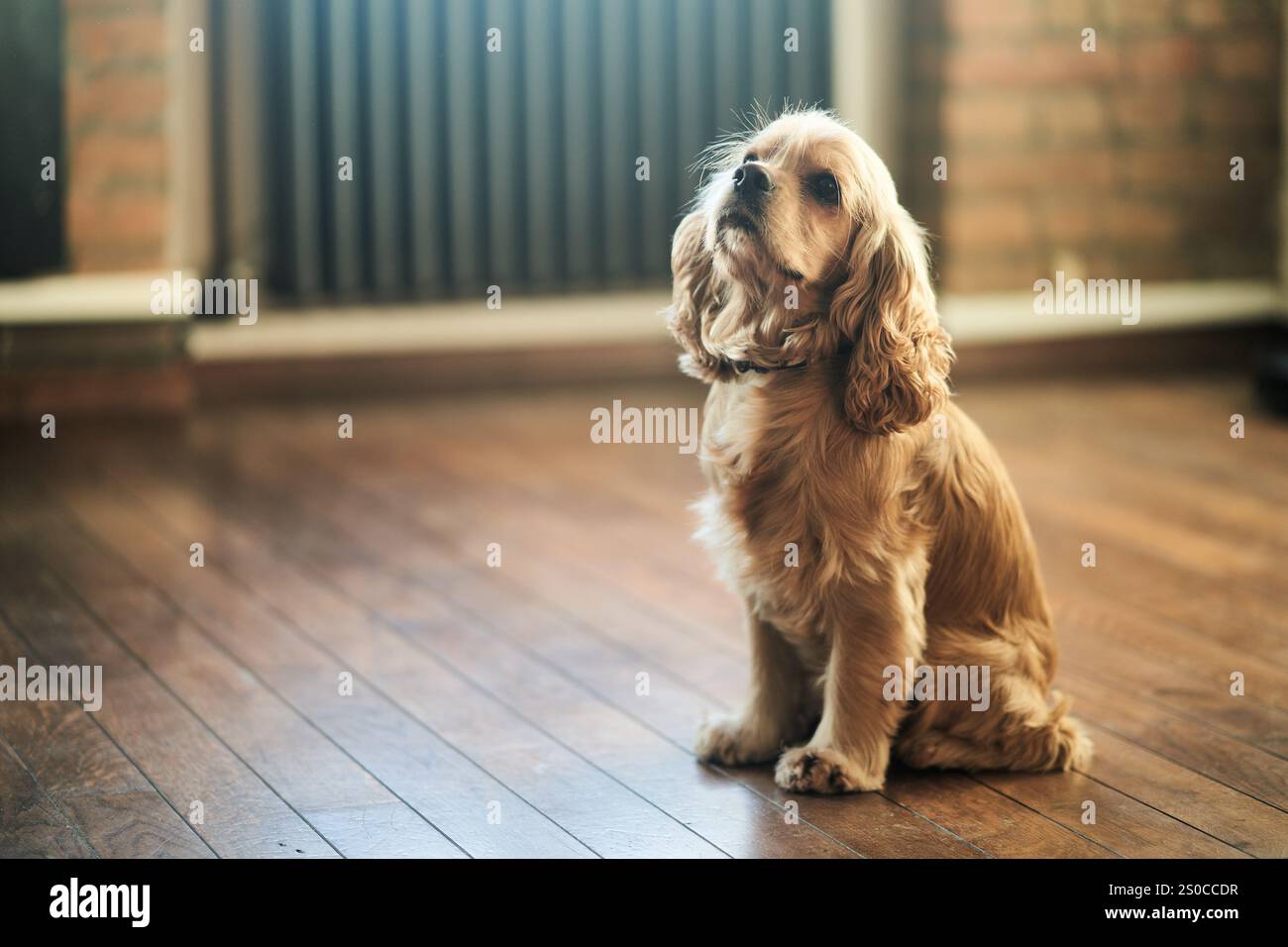 American Cocker Spaniel sitting on the floor Stock Photo - Alamy