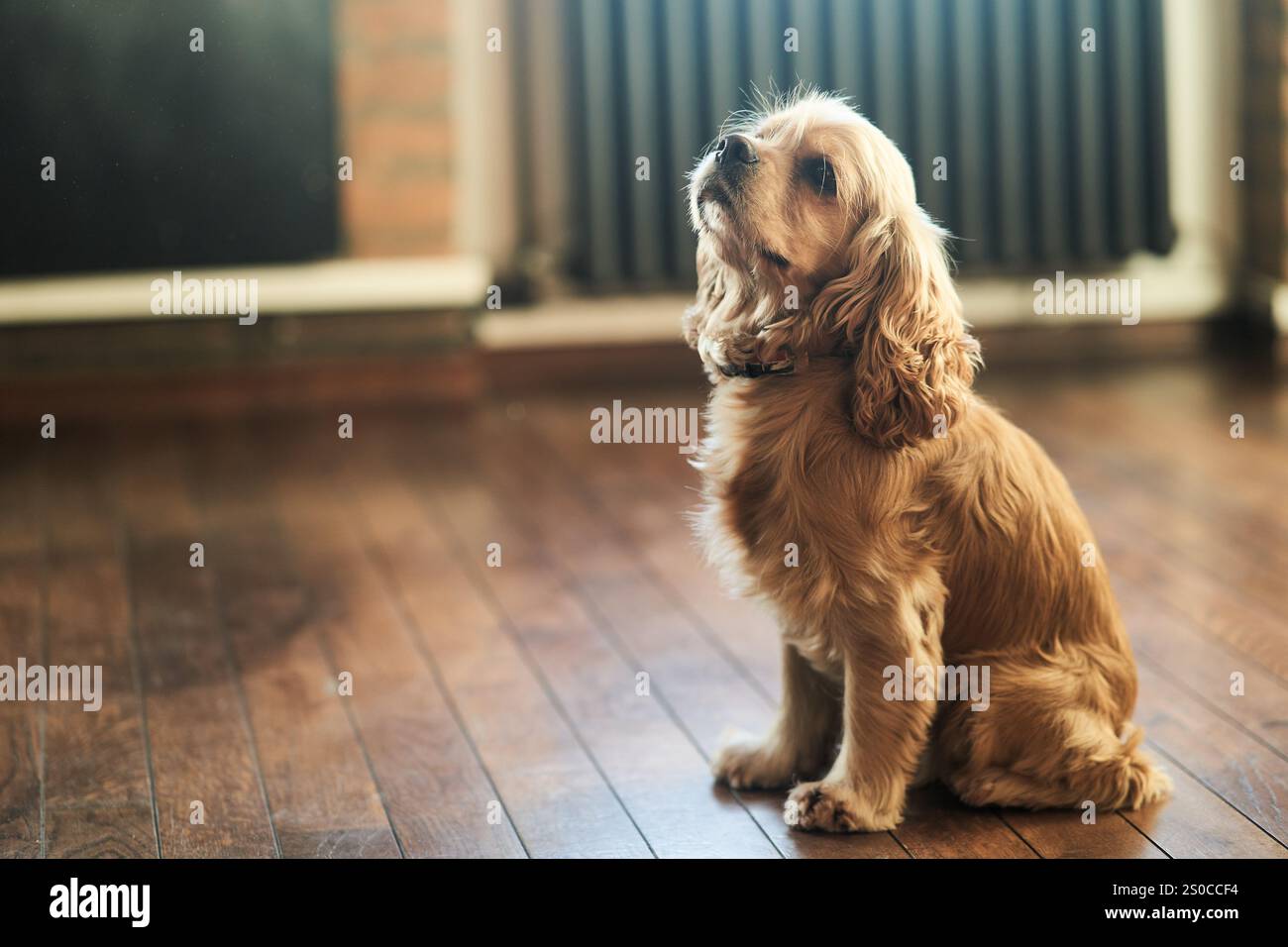 American Cocker Spaniel sitting on the floor Stock Photo - Alamy