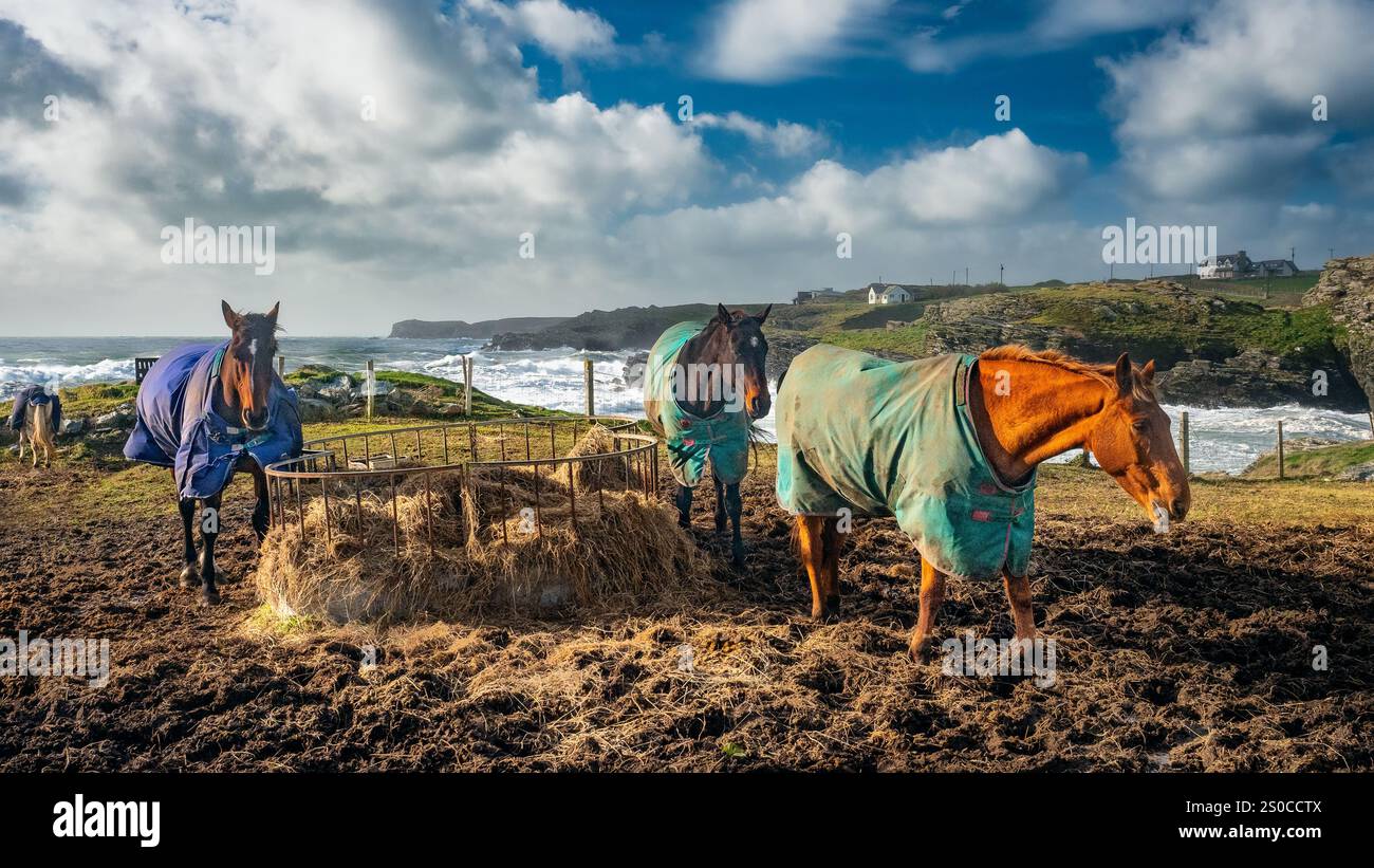 Horses on the Coast at Porth-y-Post, Anglesey, Wales Stock Photo - Alamy